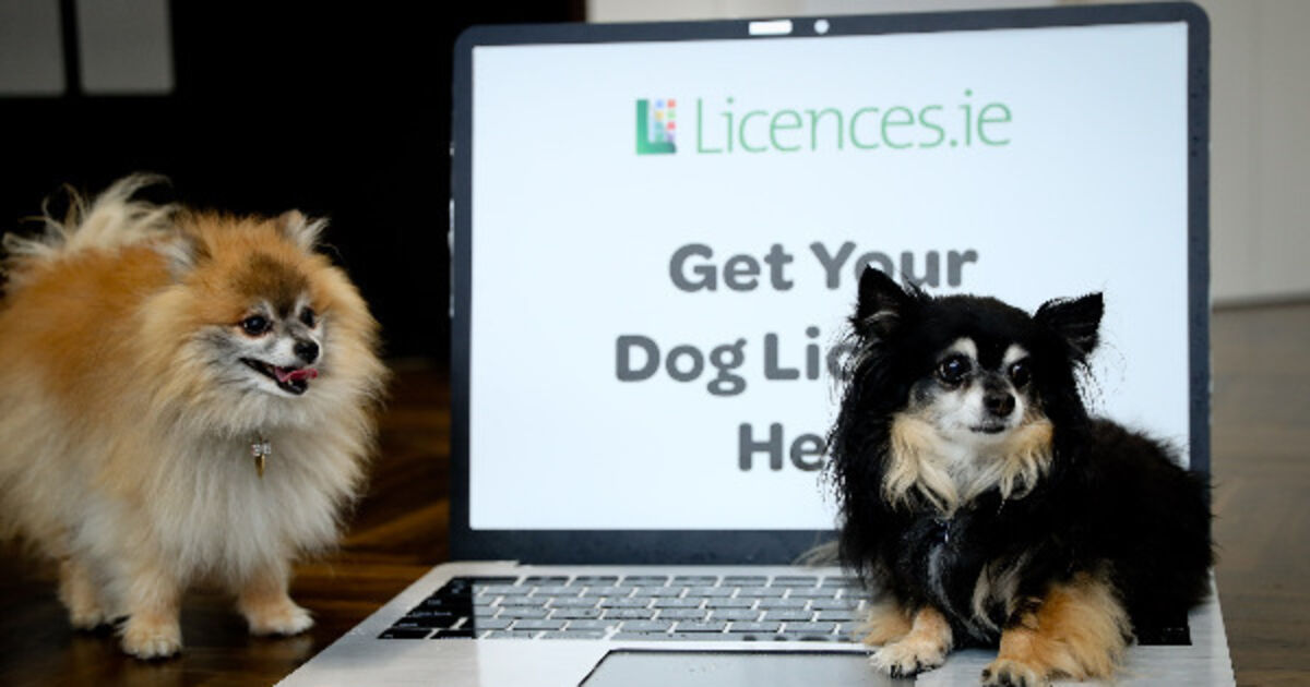 An Post launches service to buy dog licences online