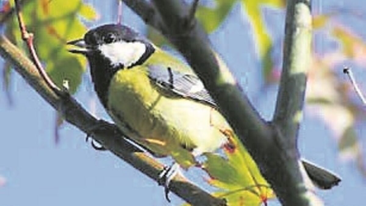 ‘Macho’ male birds more likely to settle down and find a mate