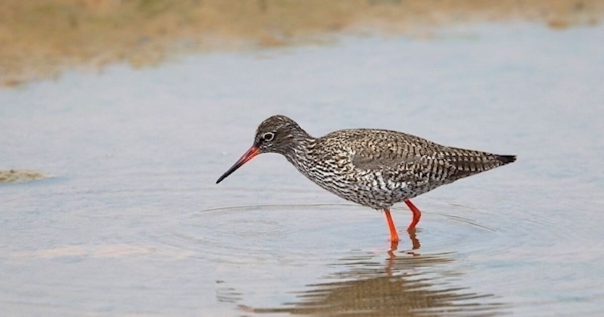 Late-night intruder to home was a redshank