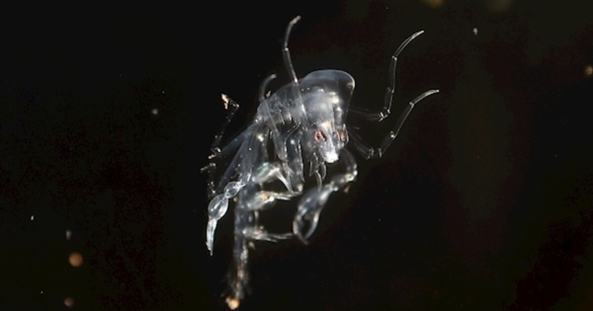 Alien fish said to have inspired iconic movie 'Alien' land off the ...