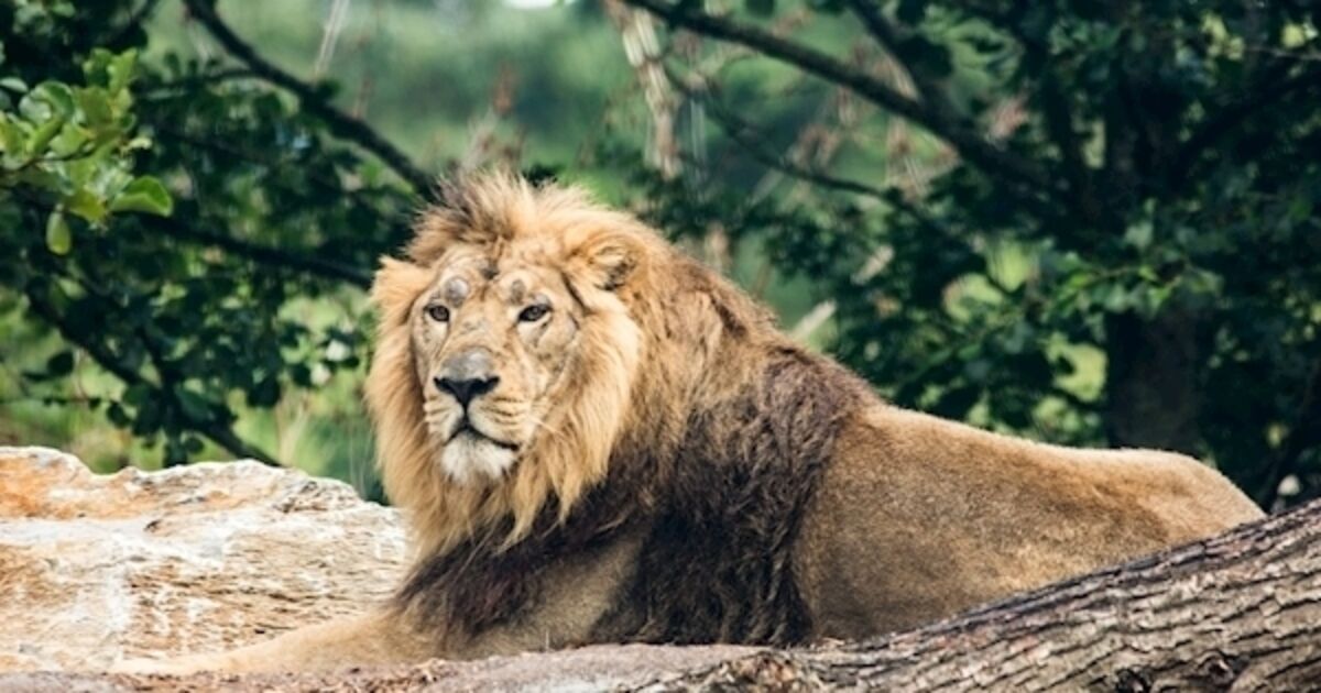 Watch as some lions assess the snow down in Fota