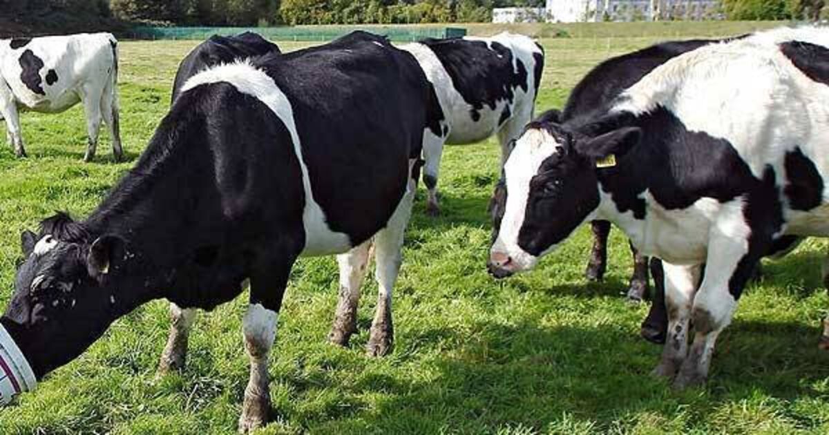 Stephen Cadogan: Why dairy beef incentive could be such a valuable ...