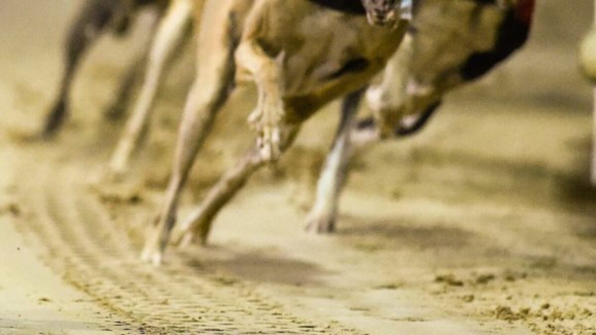 Is Greyhound Racing Ending In Florida