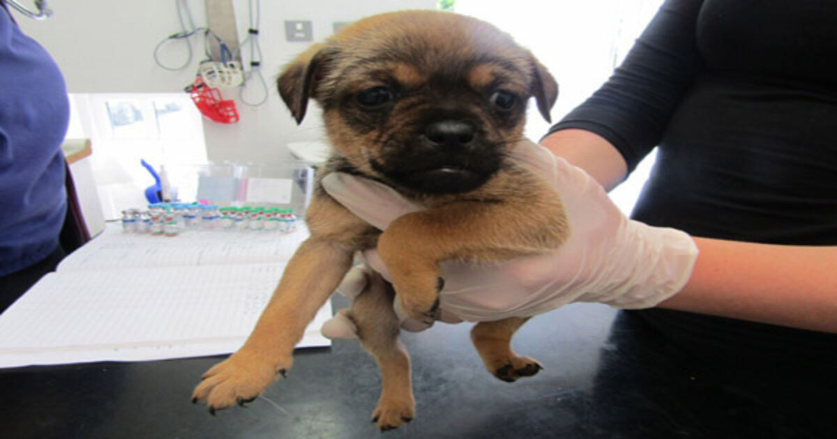 Report shows the ISPCA has saved more than 5,000 animals in five years