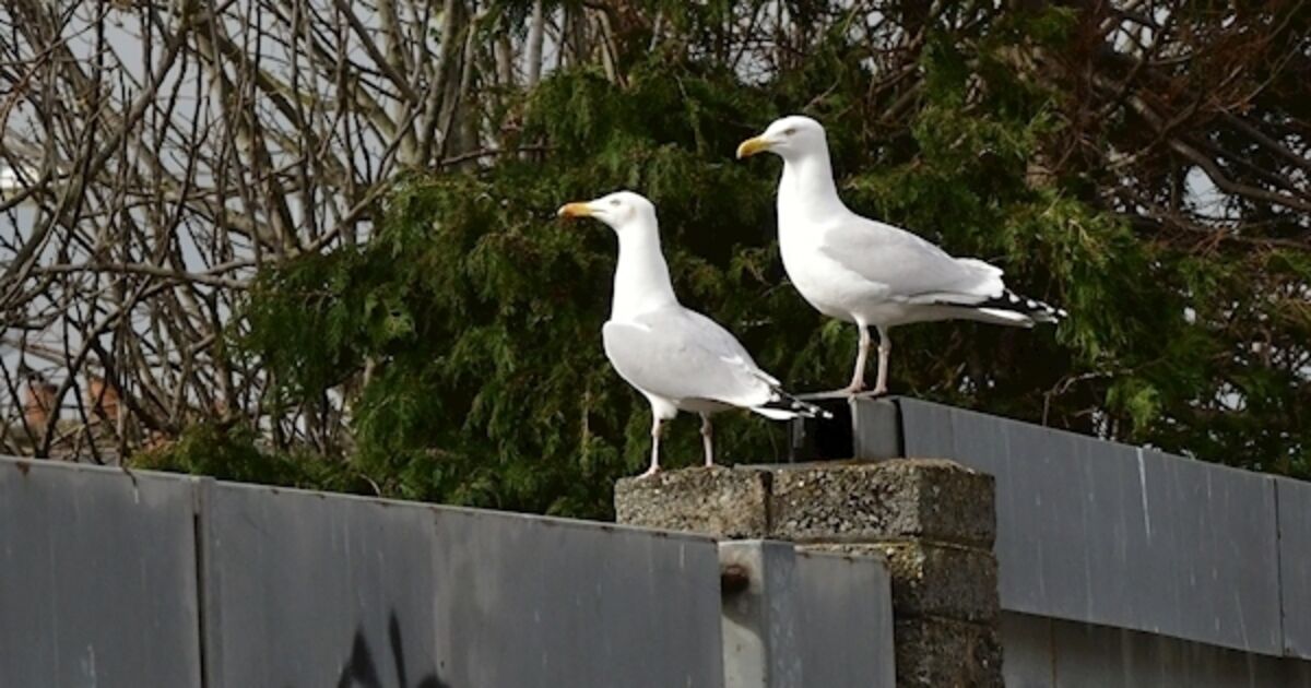 Drones sent in to survey impact of seagull infestation