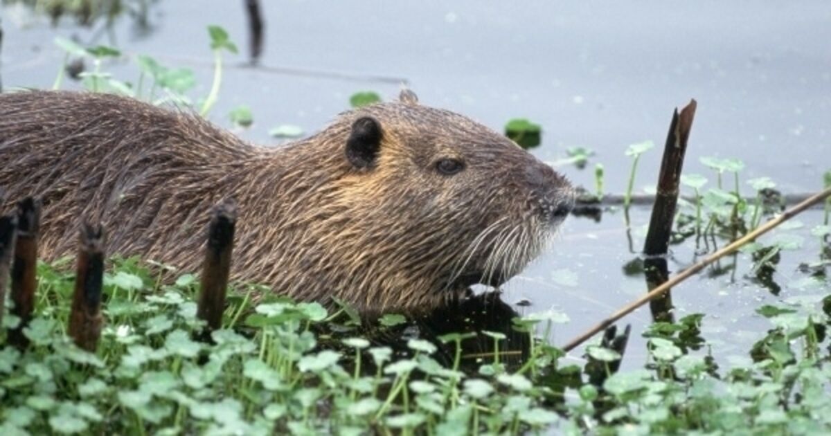 Latest: Large rodent warning a case of mistaken identity, says ...