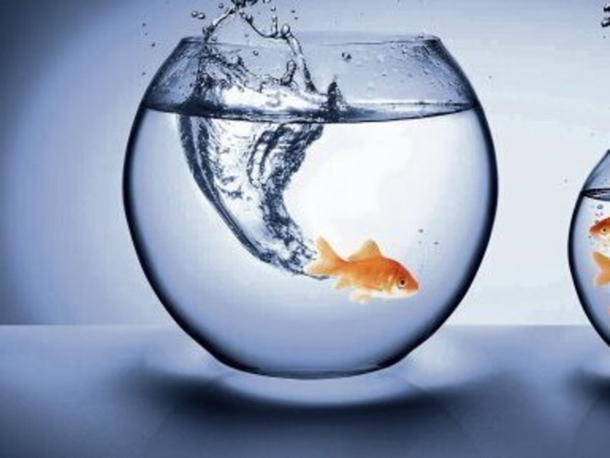 Do Fish Drink Water