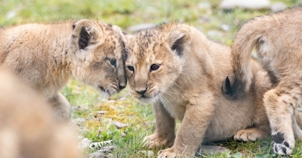 Fota announces birth of endangered lion cubs