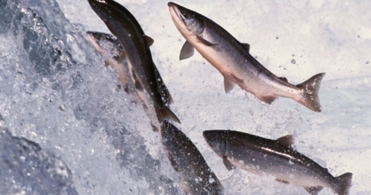 Kerry fish farm licence discontinued after probe