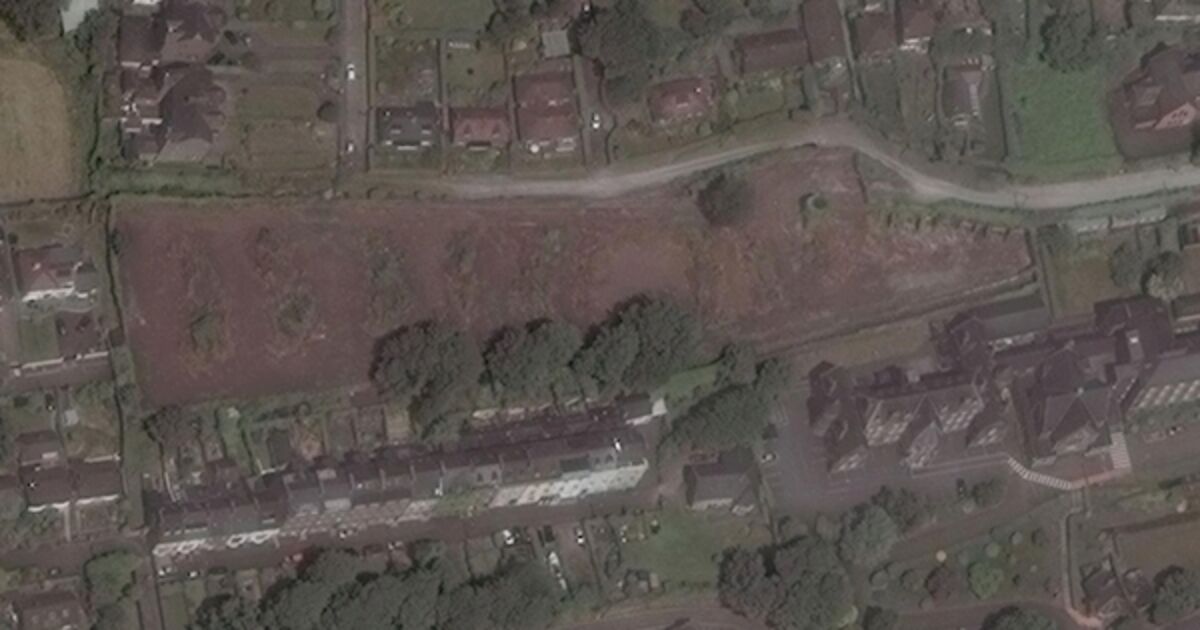 Cork environmentalists criticise destruction of inner-city tree habitat