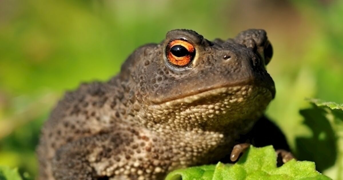 Study underway of common toad found in Dublin