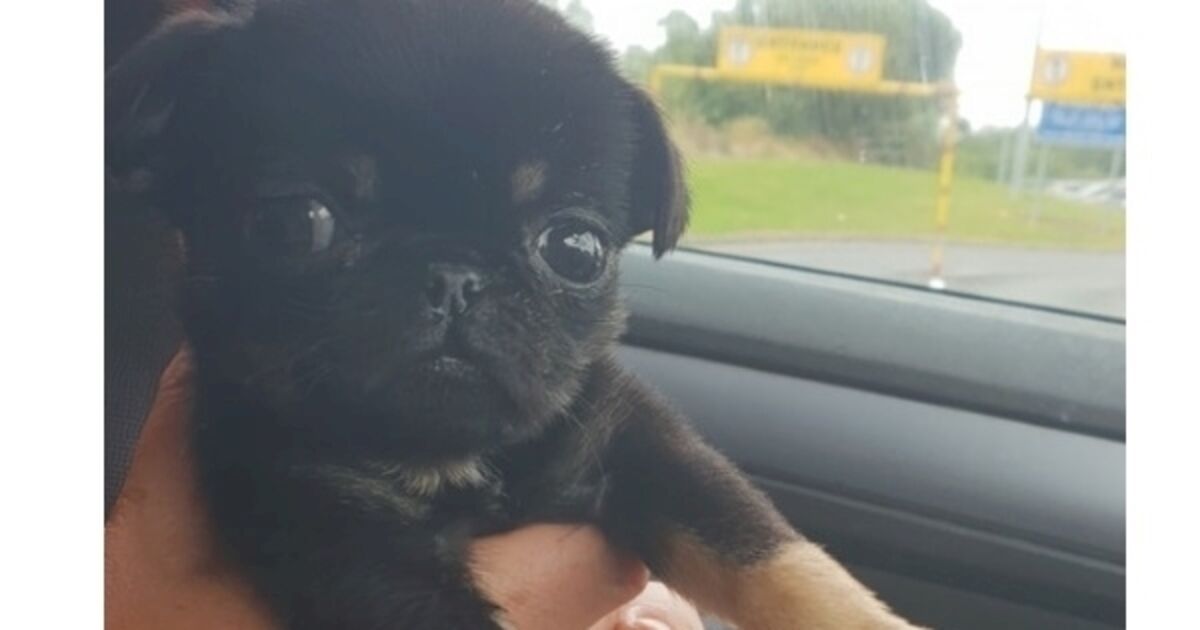 Pug found dumped in plastic bag in Meath