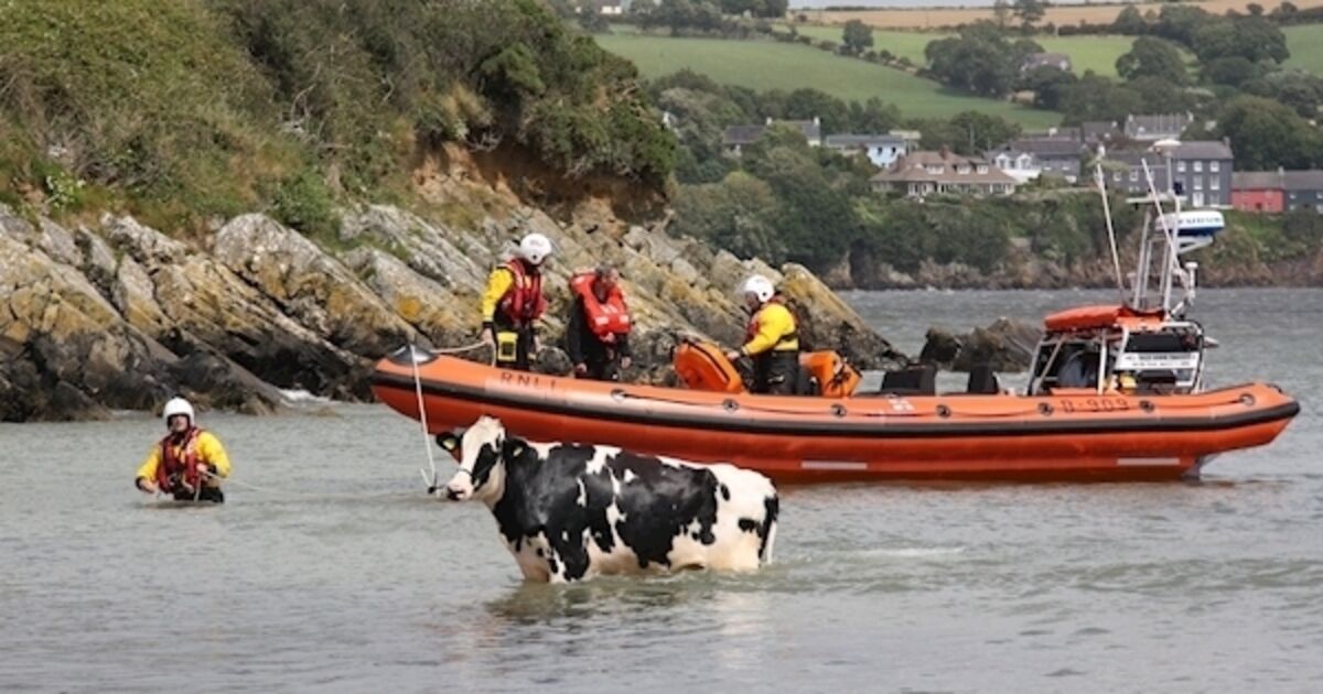 WATCH: RNLI rescue Ghost the cow in three hour ordeal after fall from a ...