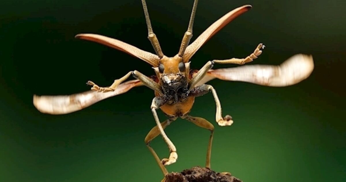 Alarming decline in insects means a fall in bird populations
