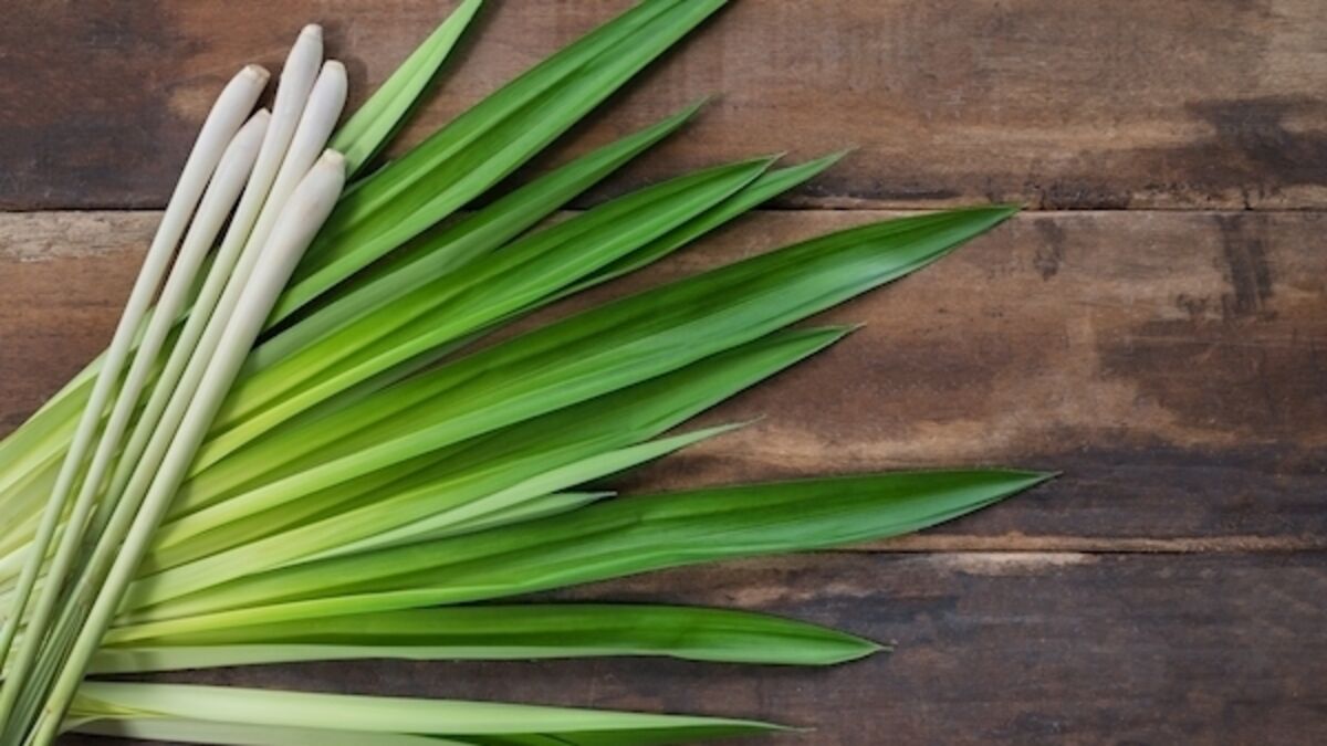 Gardening: How lemon grass can add zest to life