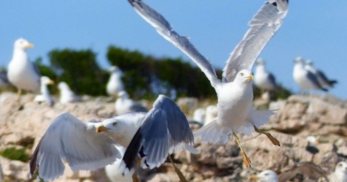 The coastal town fighting back against a seagull infestation