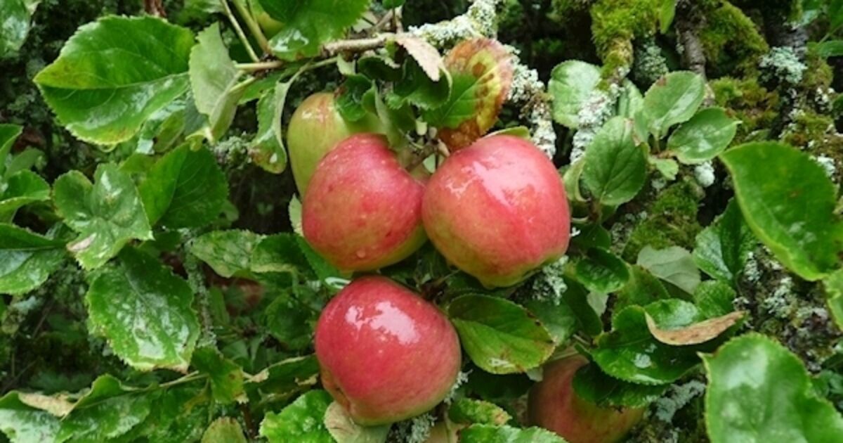 Orchard with ancient cultivars is the apple of my eye