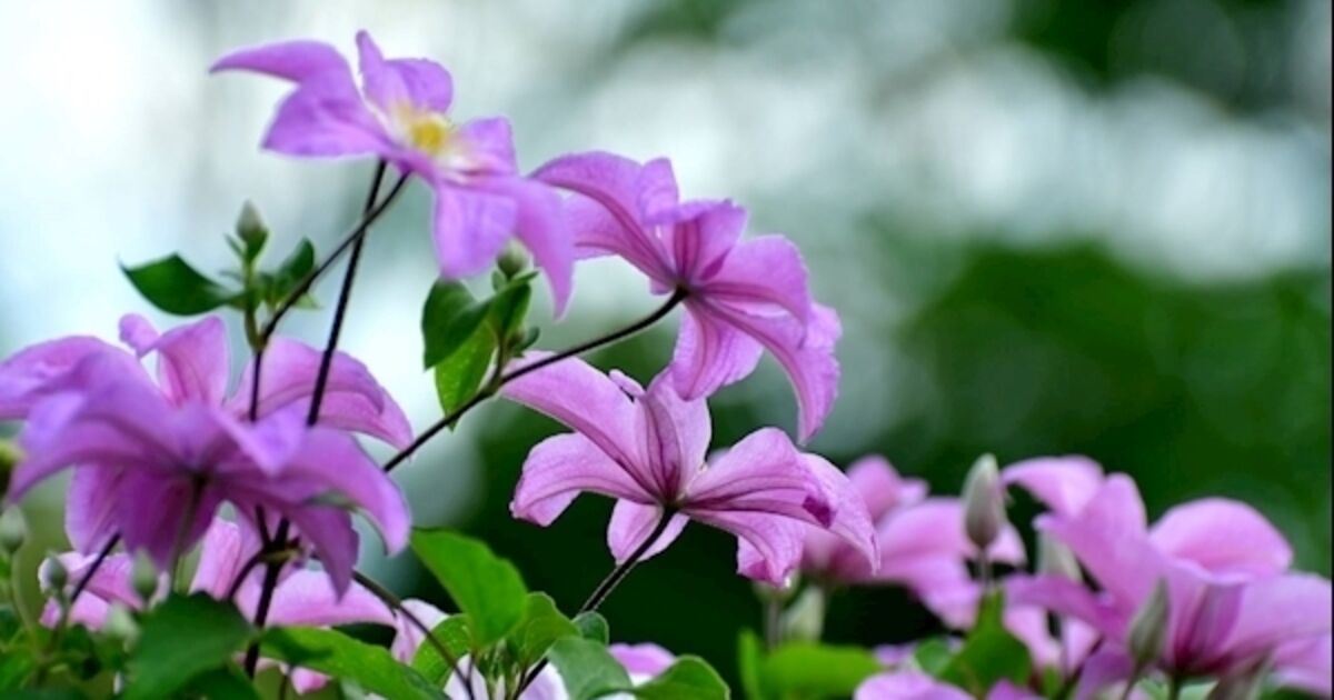 Popularity of climbers like clematis scales new heights
