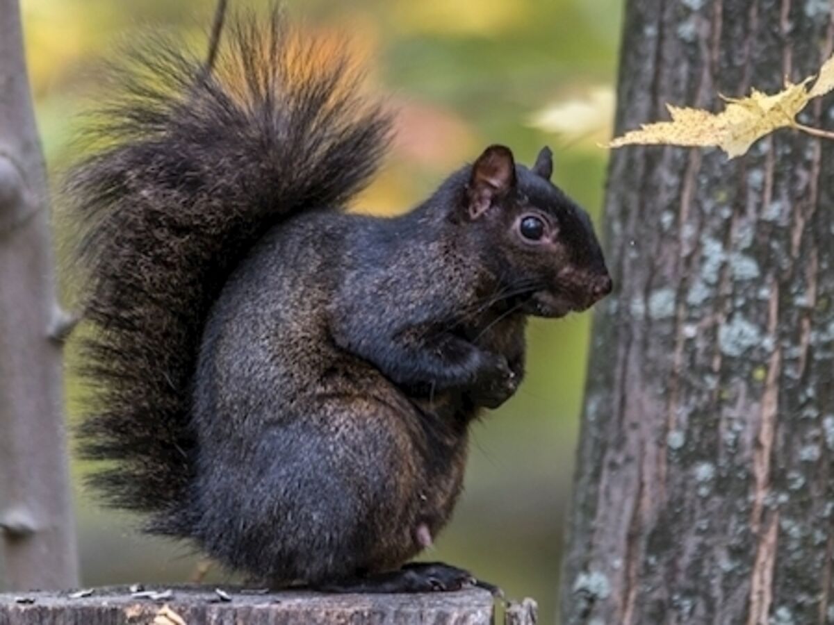 Black Squirrel