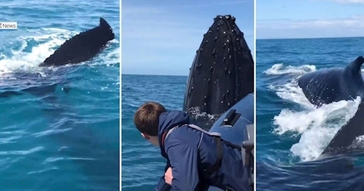 WATCH: Incredible footage of a close encounter with humpback whales in ...