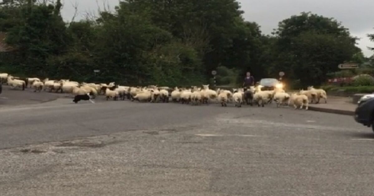 Check out this baaaaad traffic jam in West Cork