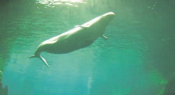 Beluga whale trained to spy for Russia?