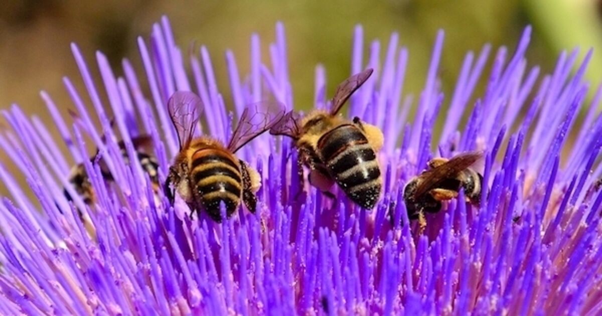 Watch: 'Panic' as thousands of bees swarm Limerick city