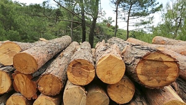 When the last tree has been cut down, the last fish caught, the last ...