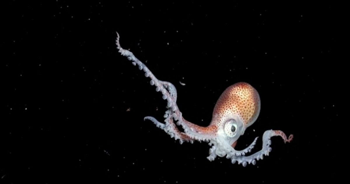 Ireland's Dr Octopus explores one of the last great frontiers