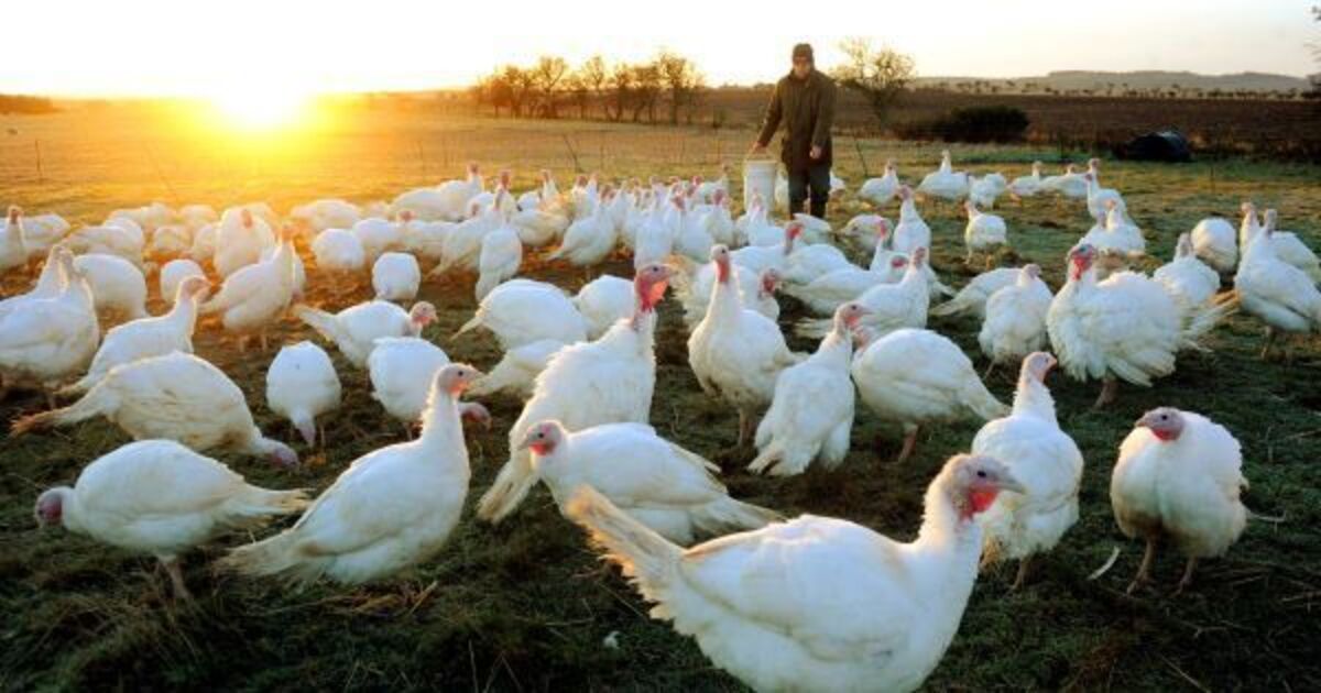 Turkeys avoid premature roasting in Britain