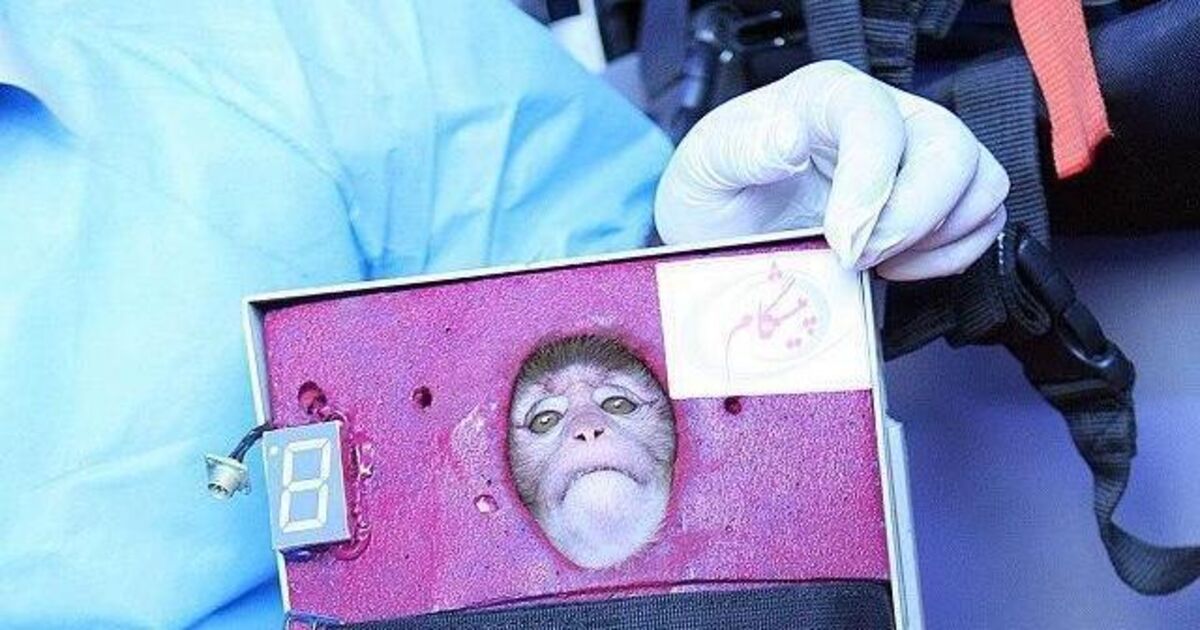 Iran 'launches monkey into space'