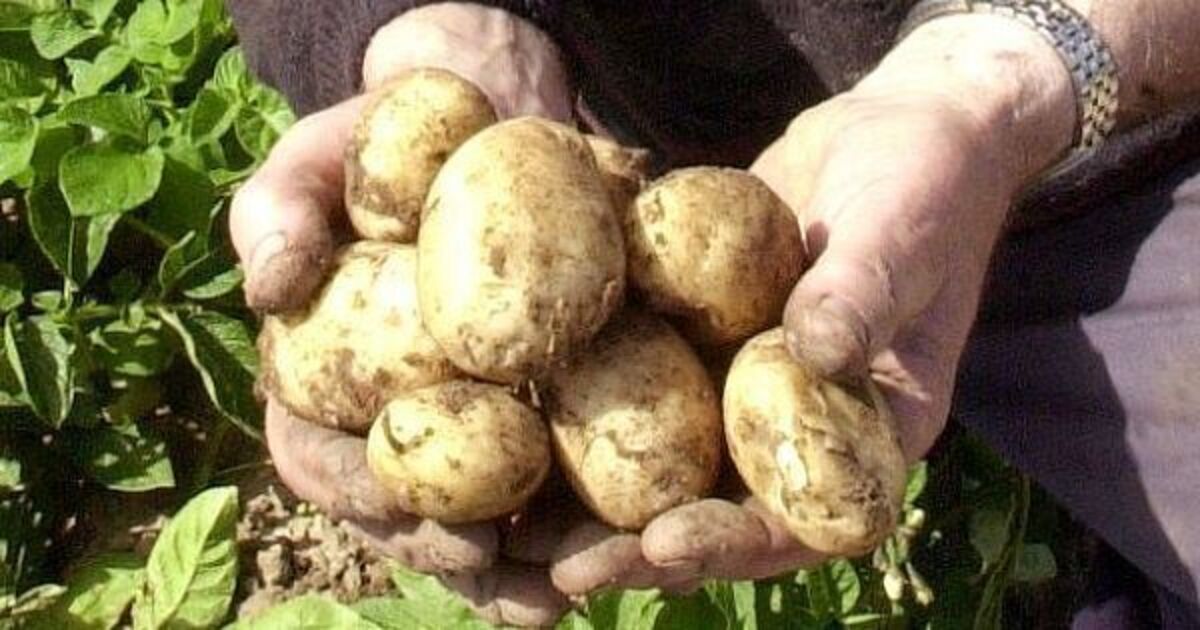 Teagasc: Genetically modified potatoes free of blight