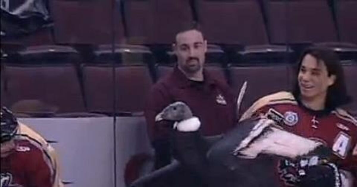 When mascots attack: Condor steals show in US