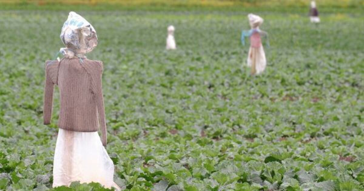 Man takes up job as human scarecrow