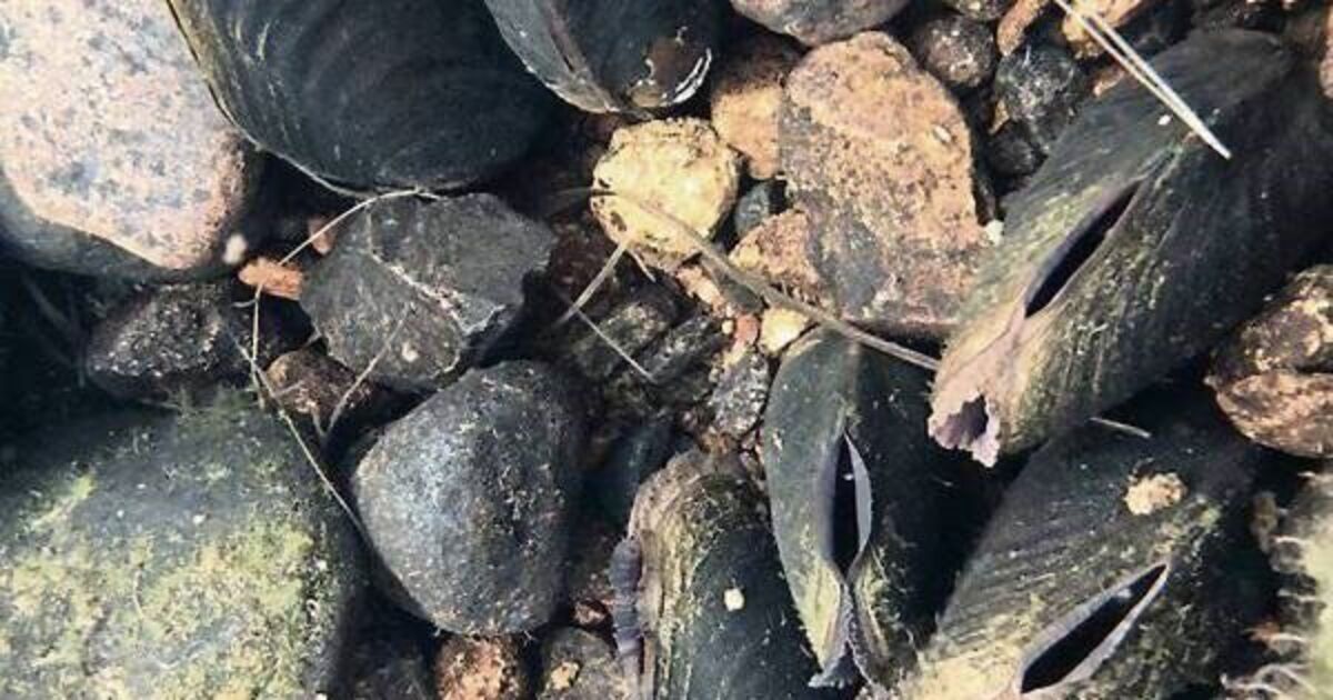 Scheme pays farmers to work with nature and the freshwater pearl mussel