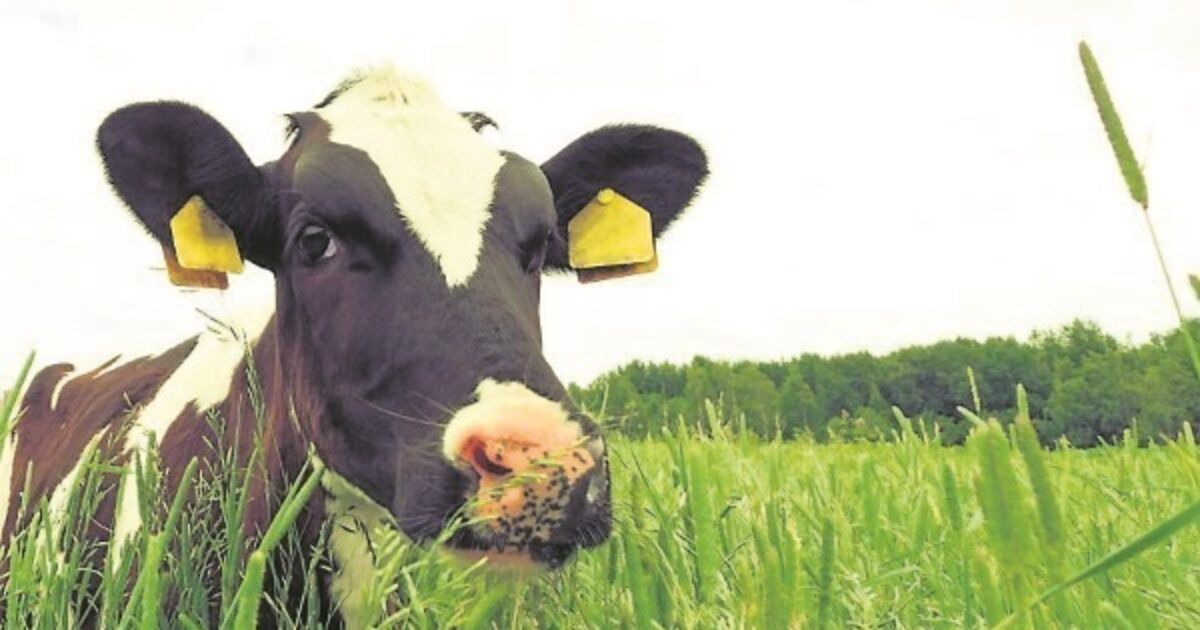 Forage group partners with management firm