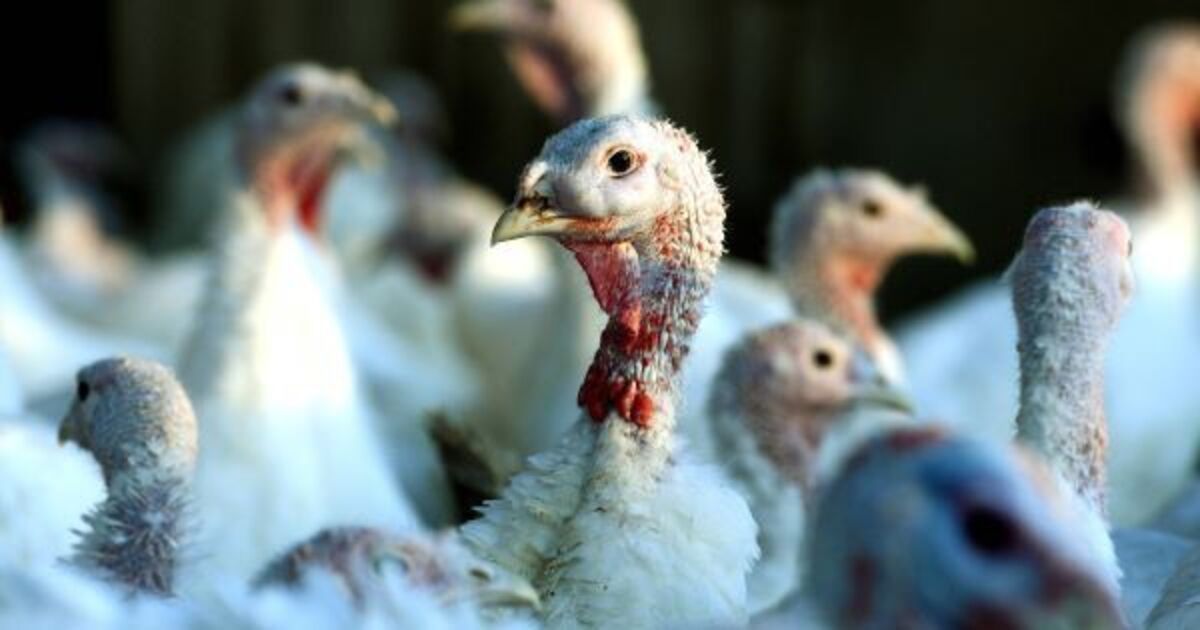 Ireland stuffed with Italian turkeys