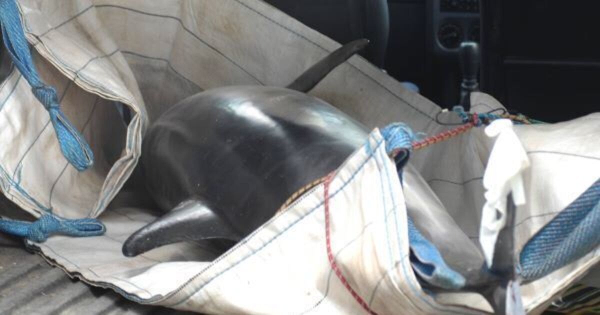 Washed-up dolphins ‘caught in nets’