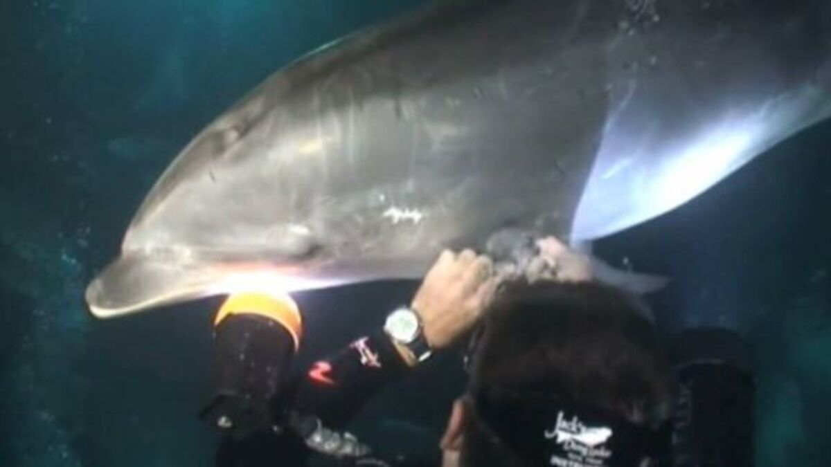 Injured dolphin calls for help