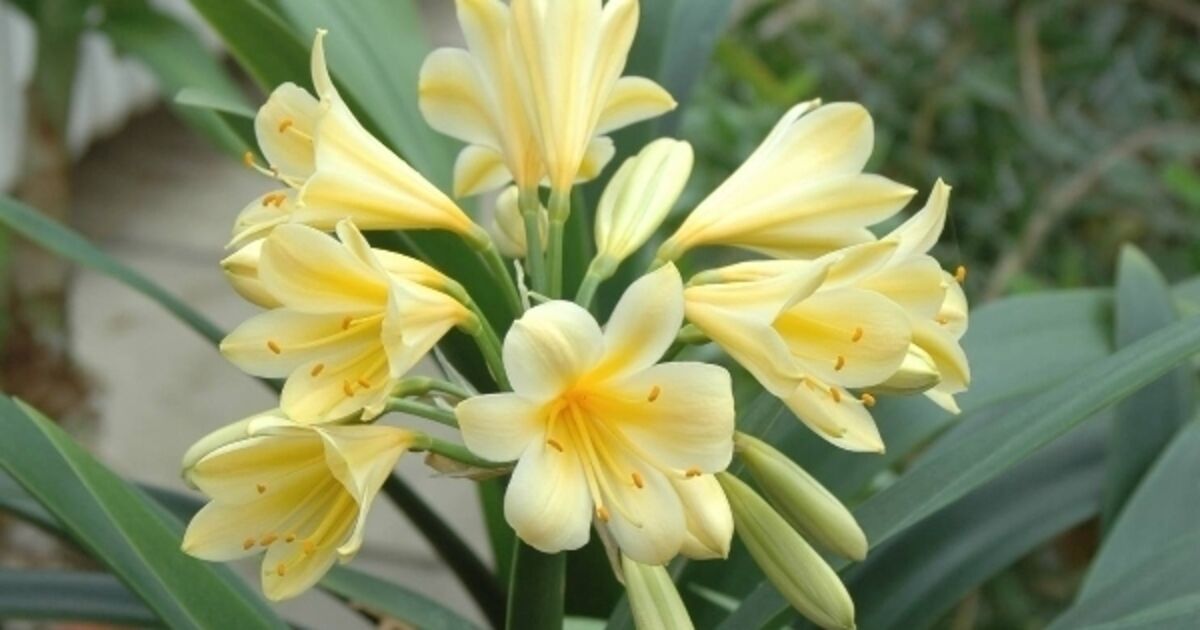 What’s in a name me ‘aul flower?