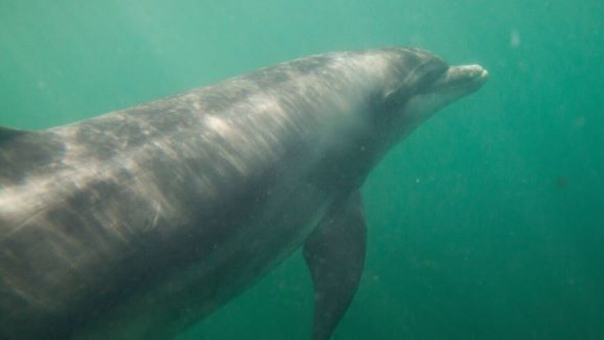 Dolphin attacked by people