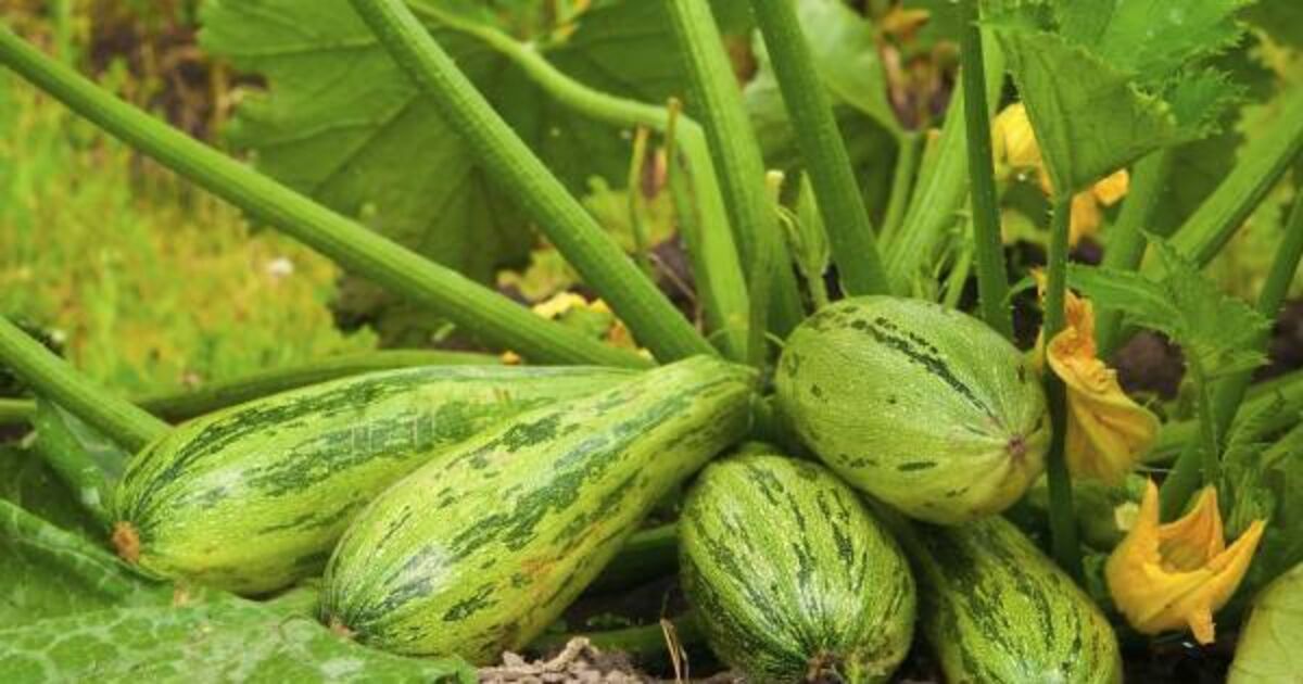 Mountains of marrows