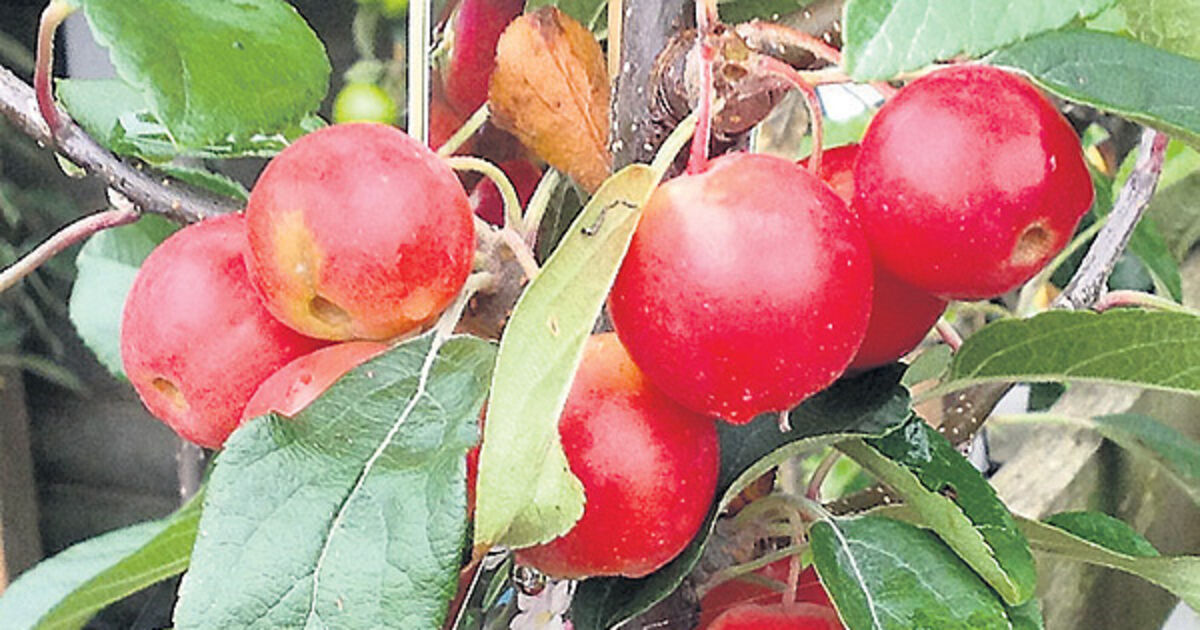 Mellow and fruitful trees