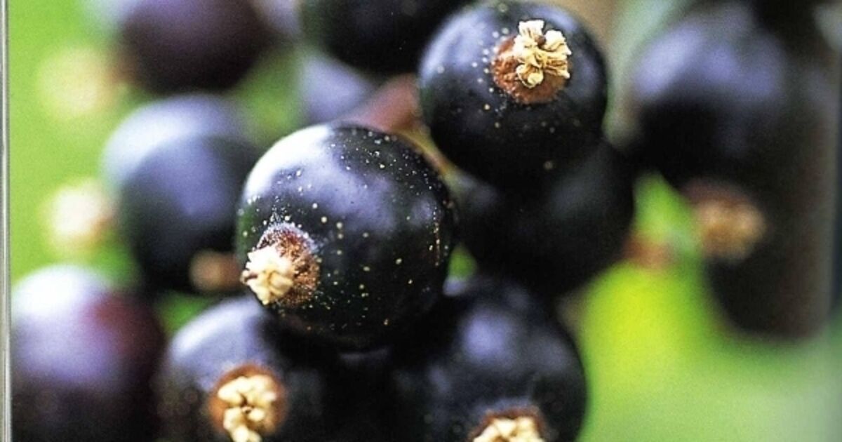 Black is the currant flavour