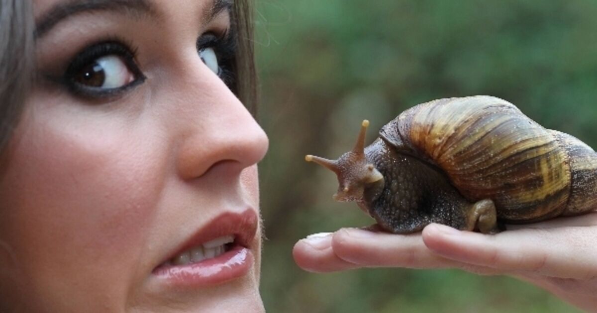 Slugs and snails - know they enemy