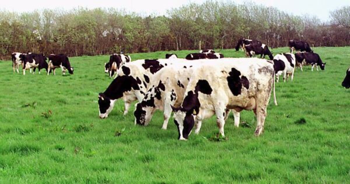 Early detection the key to treatment of redwater