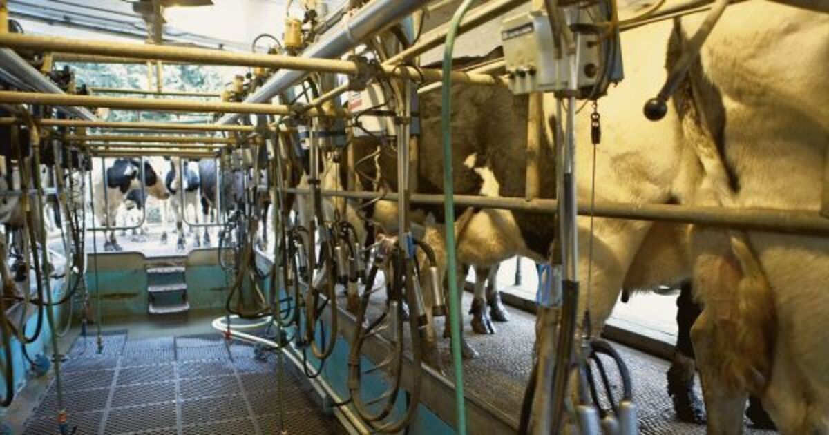 Video tips: look and learn new ways to better milking