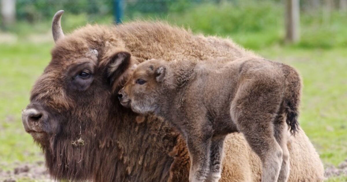 Fota Island returns two rare young bison to the wild
