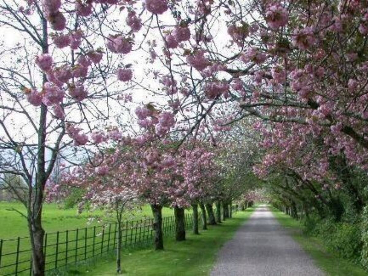 Cherry Tree Gardens Blackpool | Fasci Garden