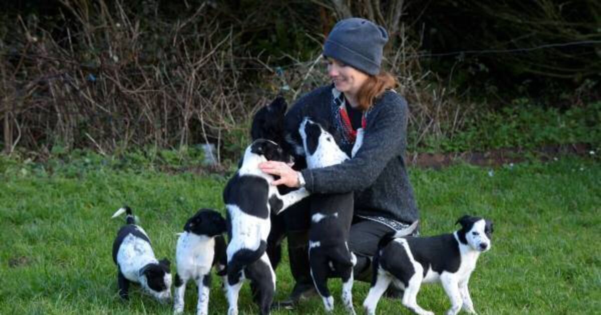 Giving sanctuary and rehabilitating animals left out in the cold